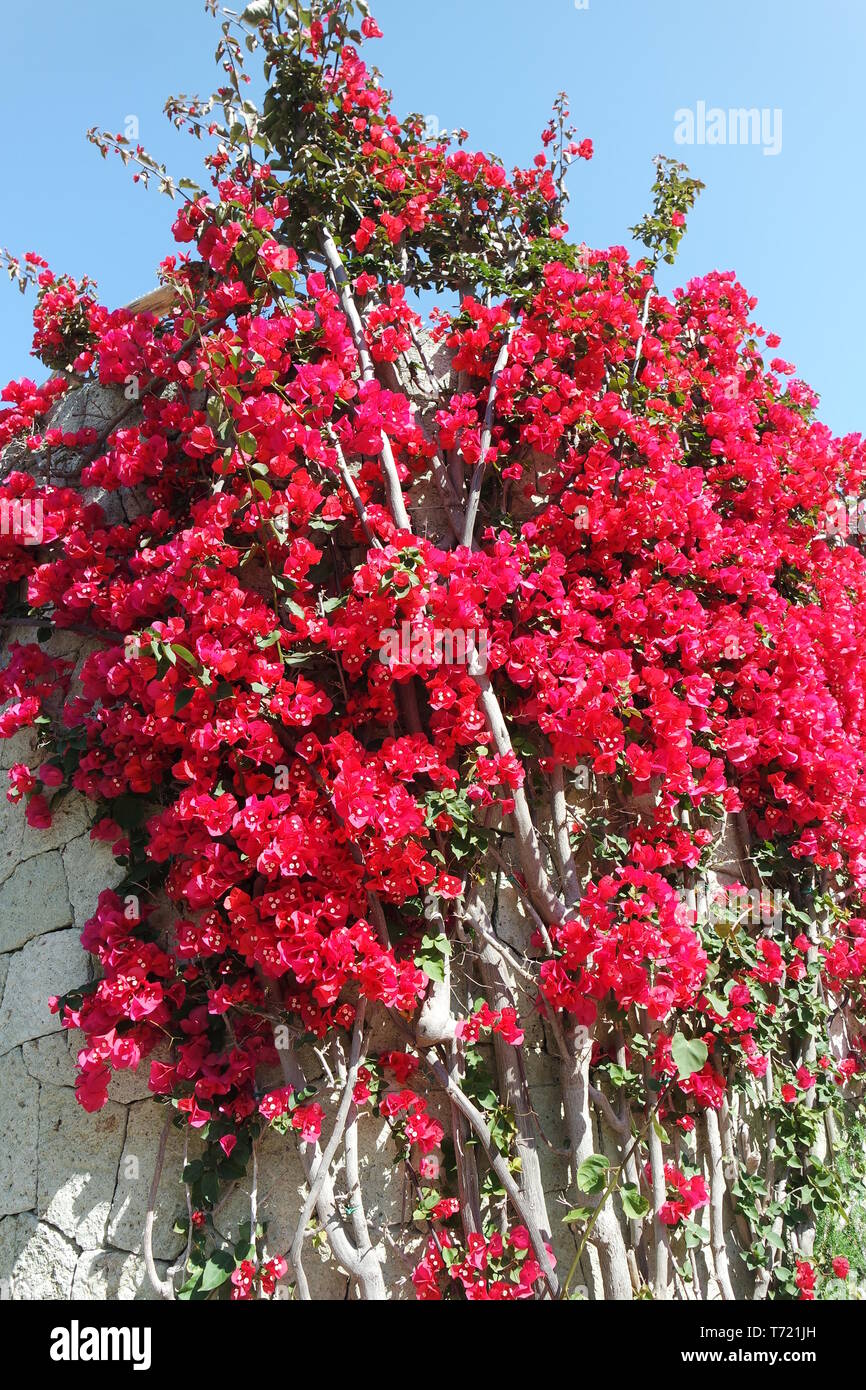 Red bougainvillea hi-res stock photography and images - Alamy