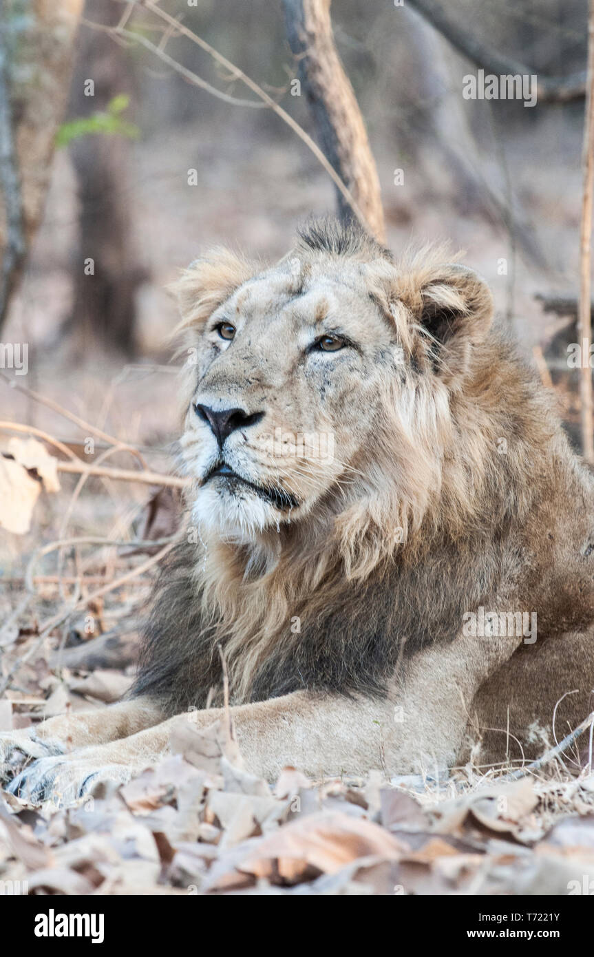 LION IN DIFFRENT MOOD Stock Photo - Alamy