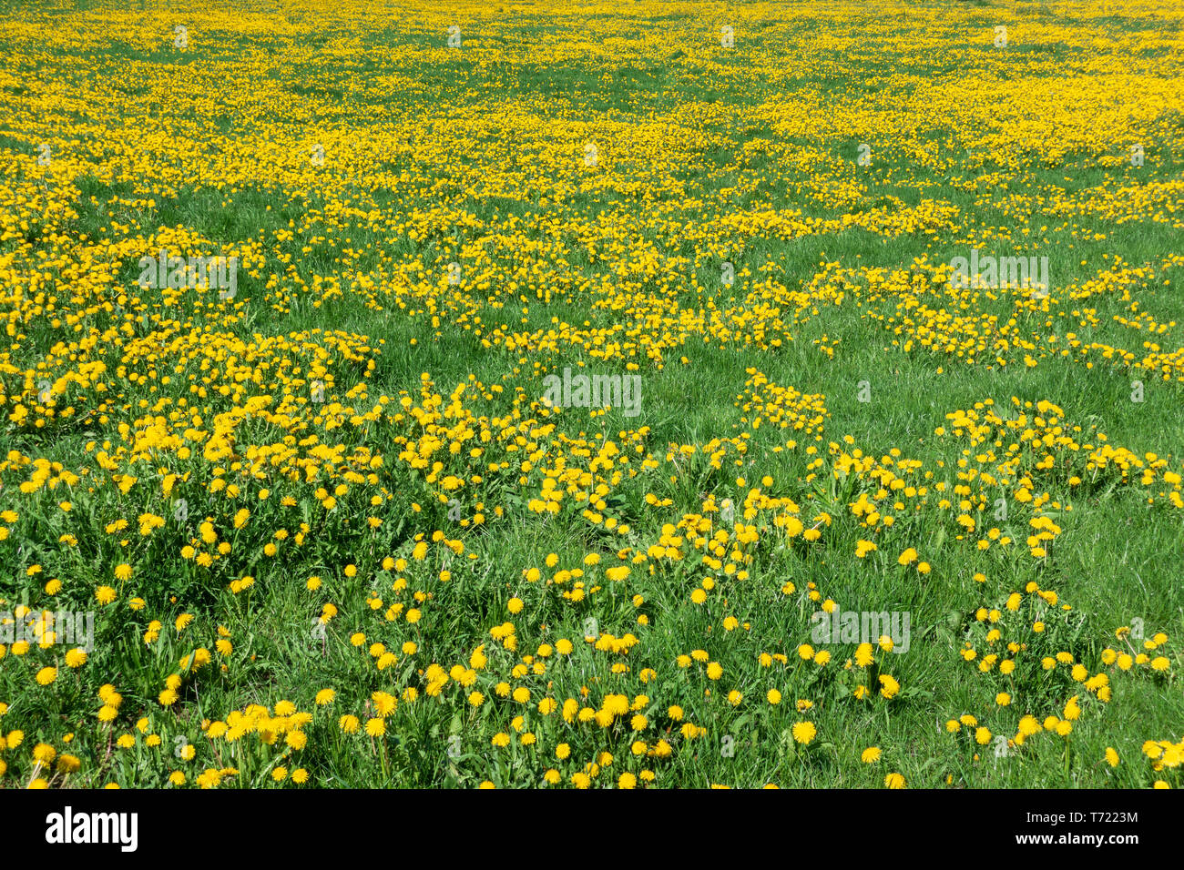 Lush flower meadow hi-res stock photography and images - Alamy