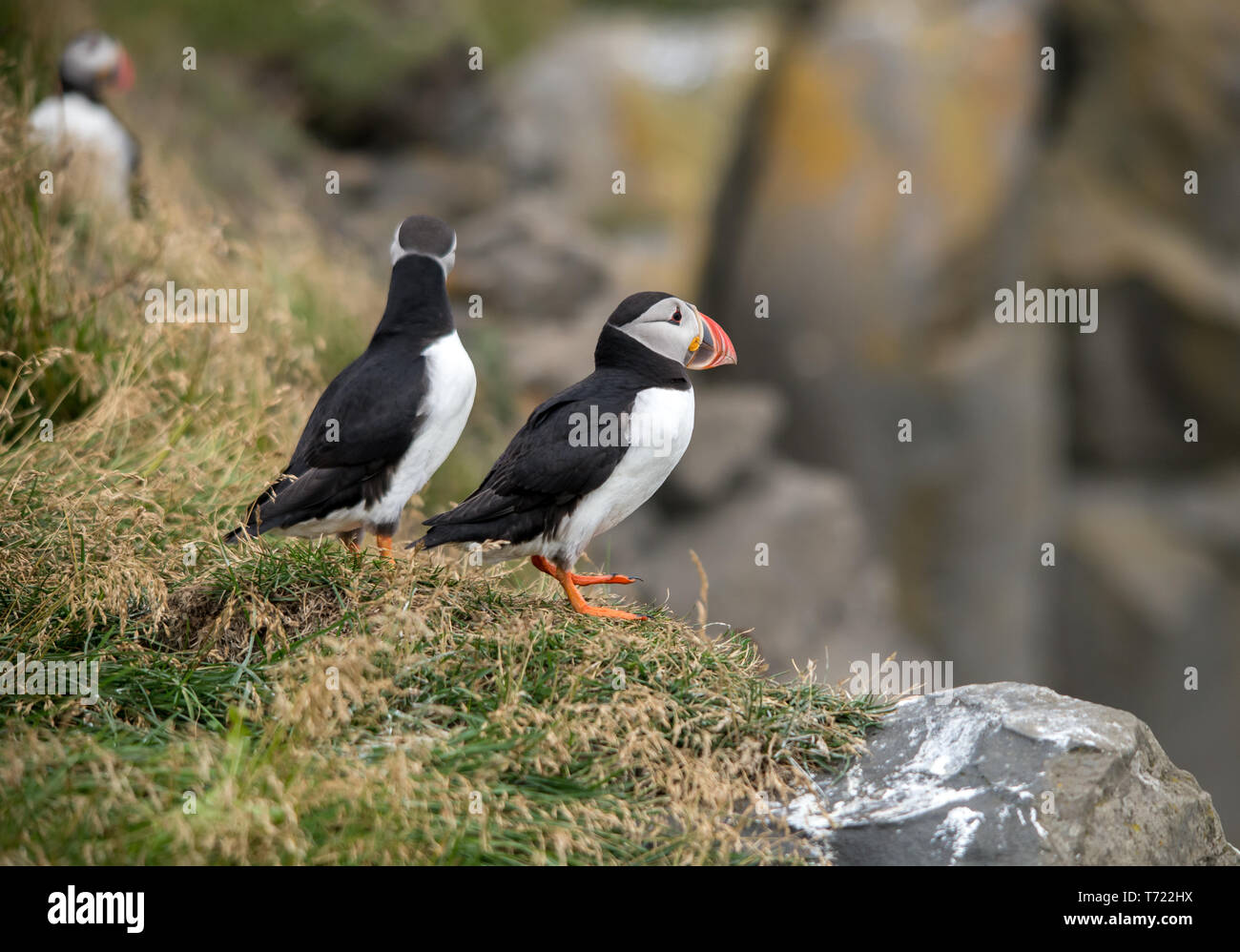 The Atlantic puffin, also known as the common puffin Stock Photo - Alamy