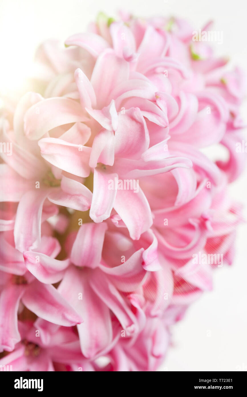 Pink hyacinth hi-res stock photography and images - Alamy