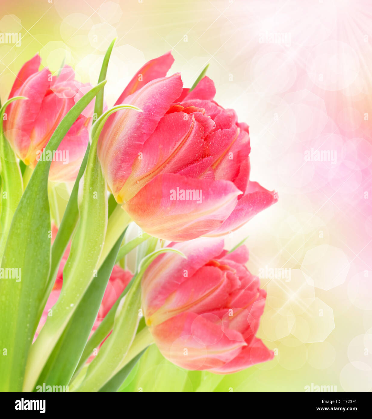 Beautiful background with tulips Stock Photo - Alamy