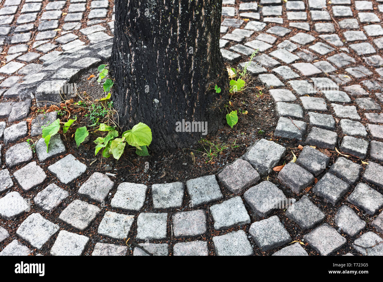 tree on sidewalk Stock Photo - Alamy