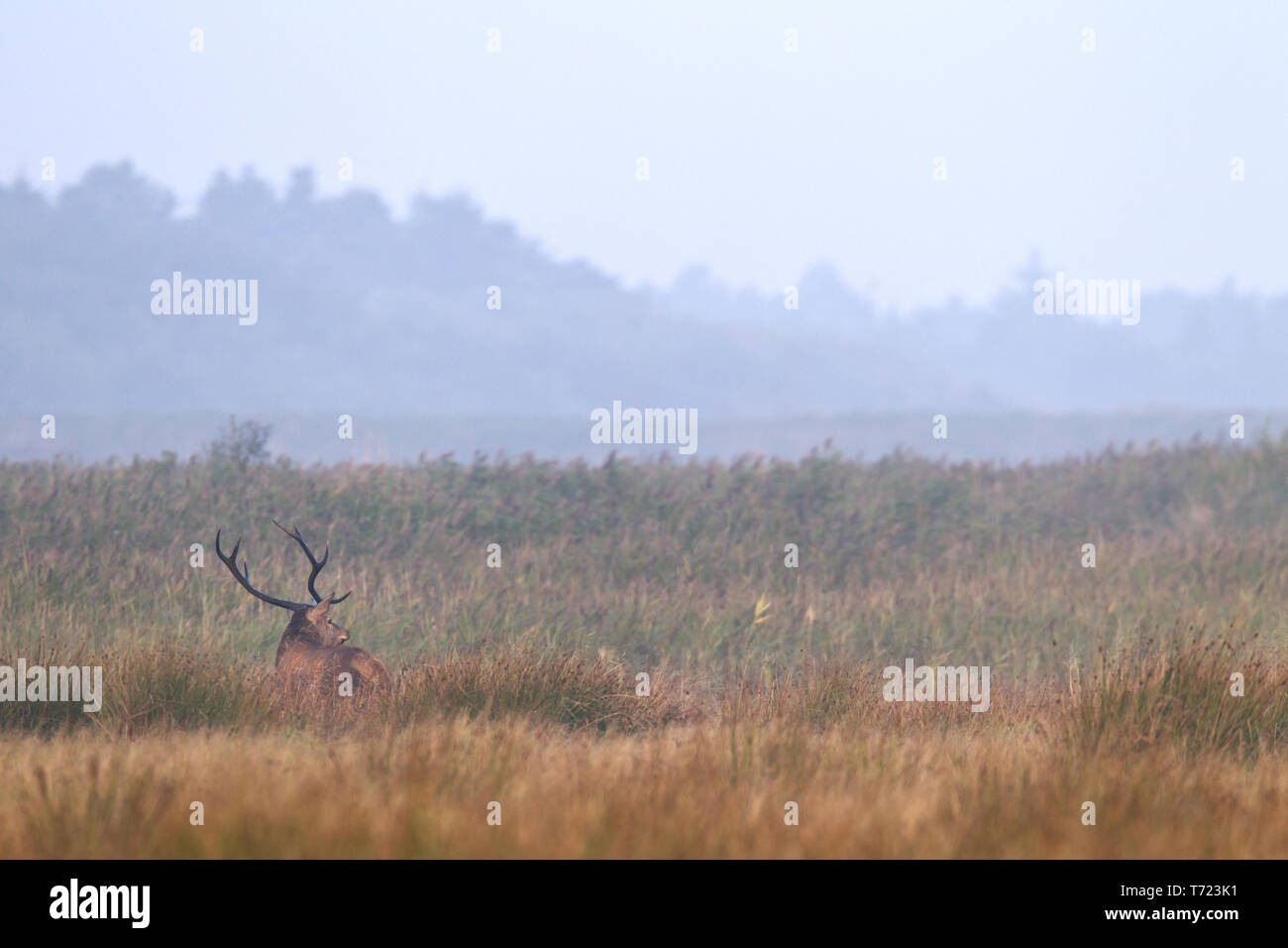 Red stag in the rut Stock Photo - Alamy