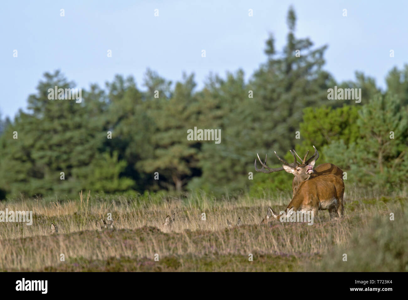 Red Stag flehming Stock Photo - Alamy
