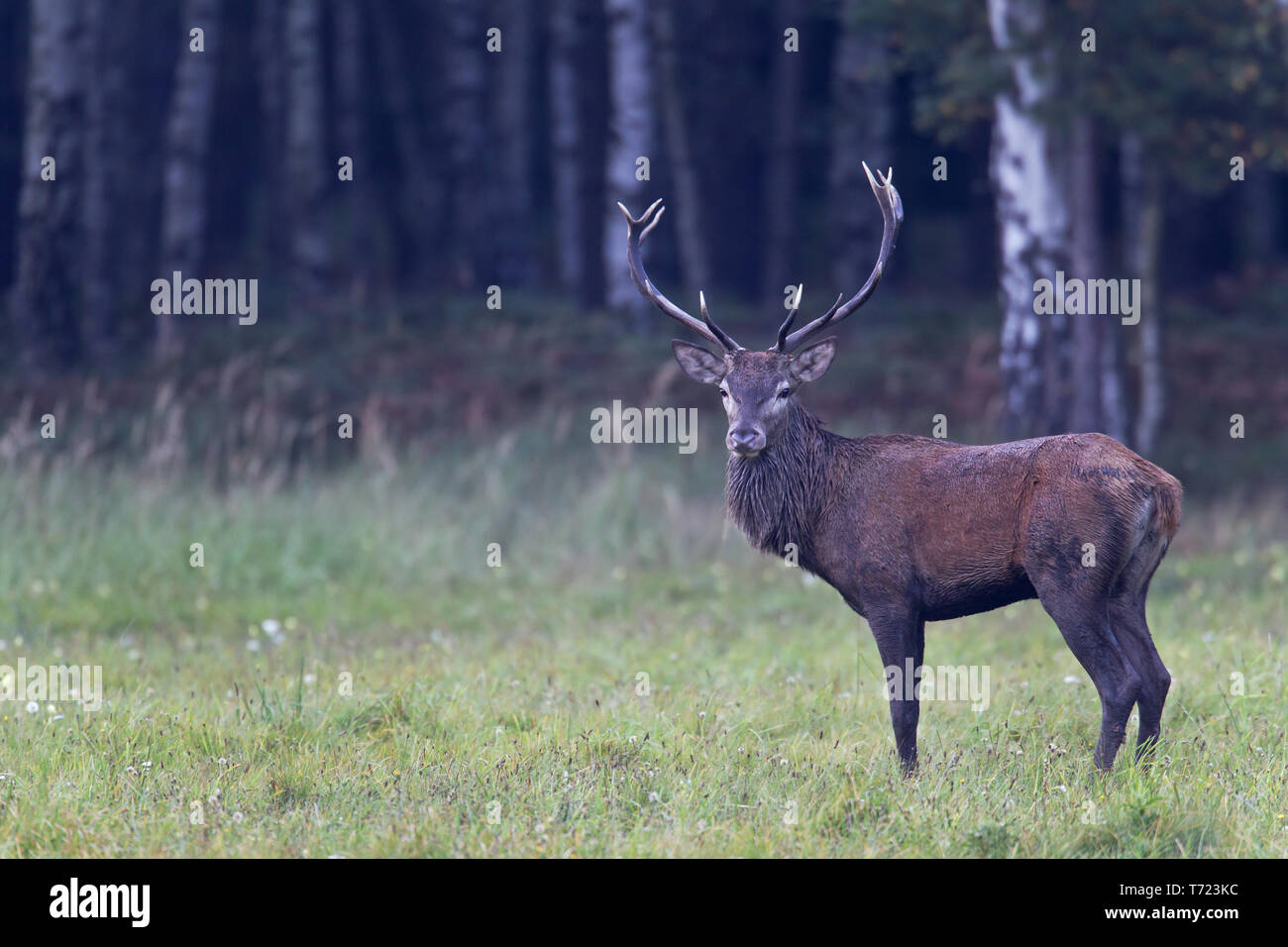 Red stag in the rut Stock Photo - Alamy