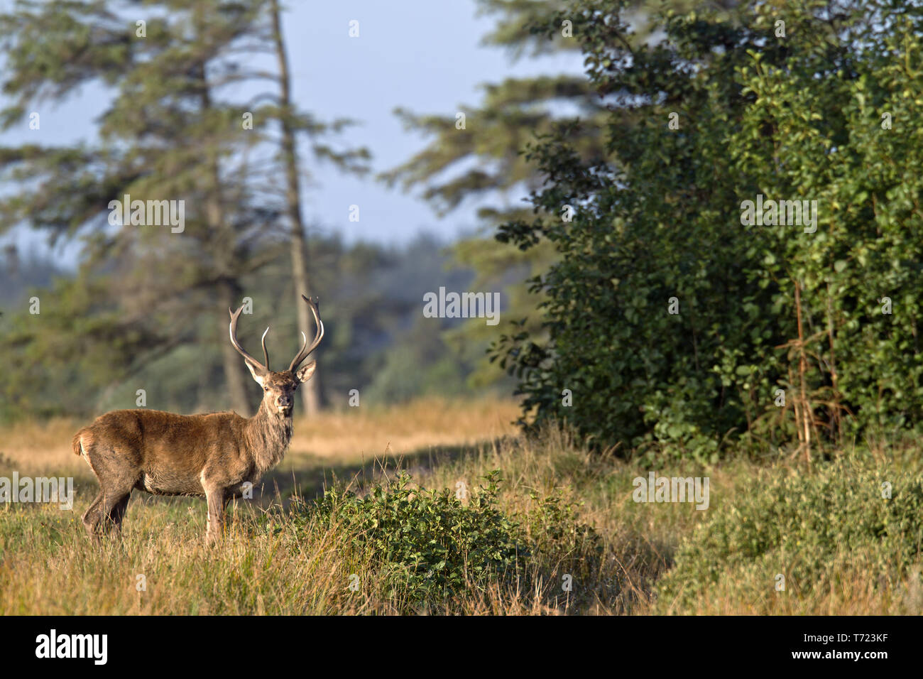 Red stag in the rut Stock Photo - Alamy
