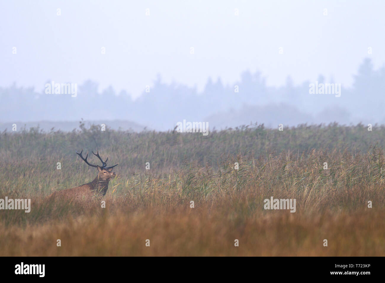 Red stag in the rut Stock Photo - Alamy