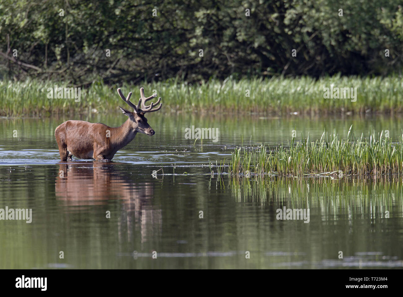 Cross through hi-res stock photography and images - Alamy