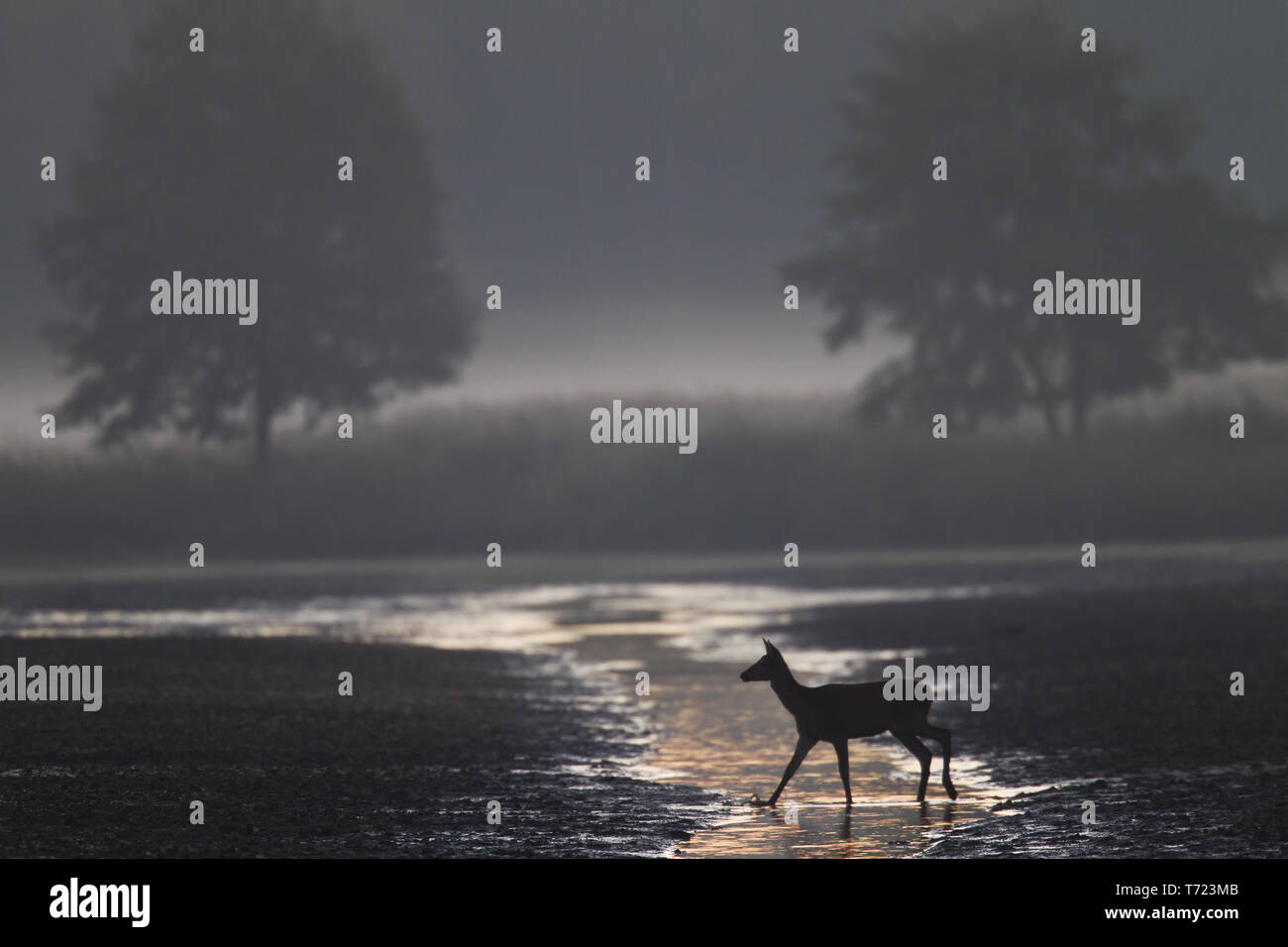 Cross through hi-res stock photography and images - Alamy