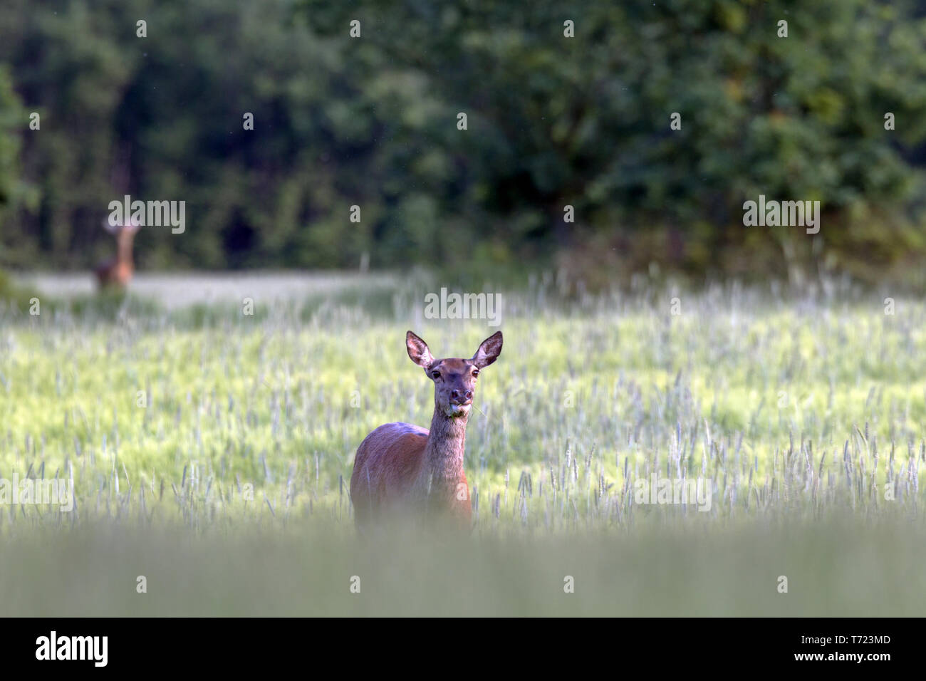 Roe deer at field hi-res stock photography and images - Alamy