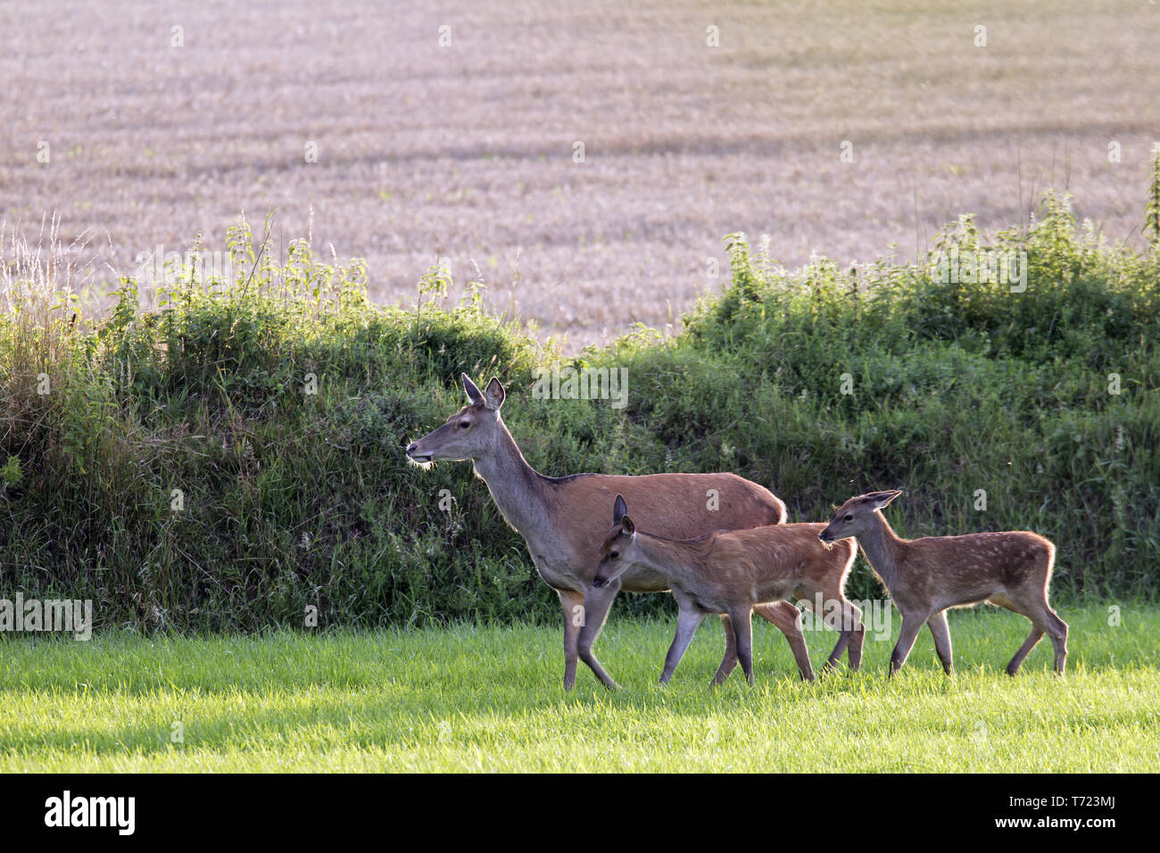 Red Deer hind and calves on a meadow Stock Photo - Alamy