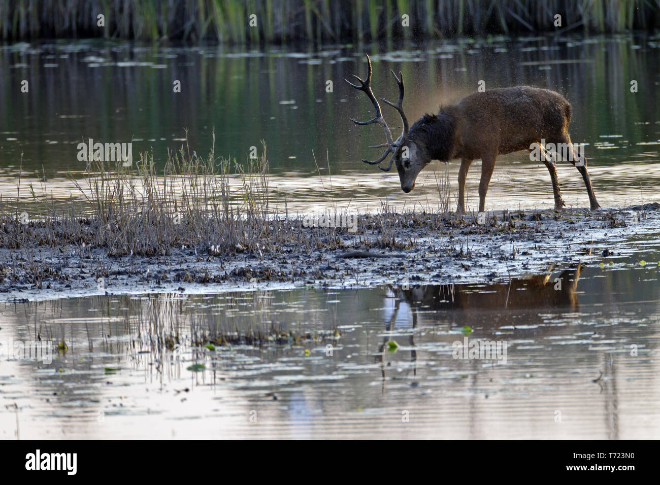Red stag in a wallow Stock Photo - Alamy