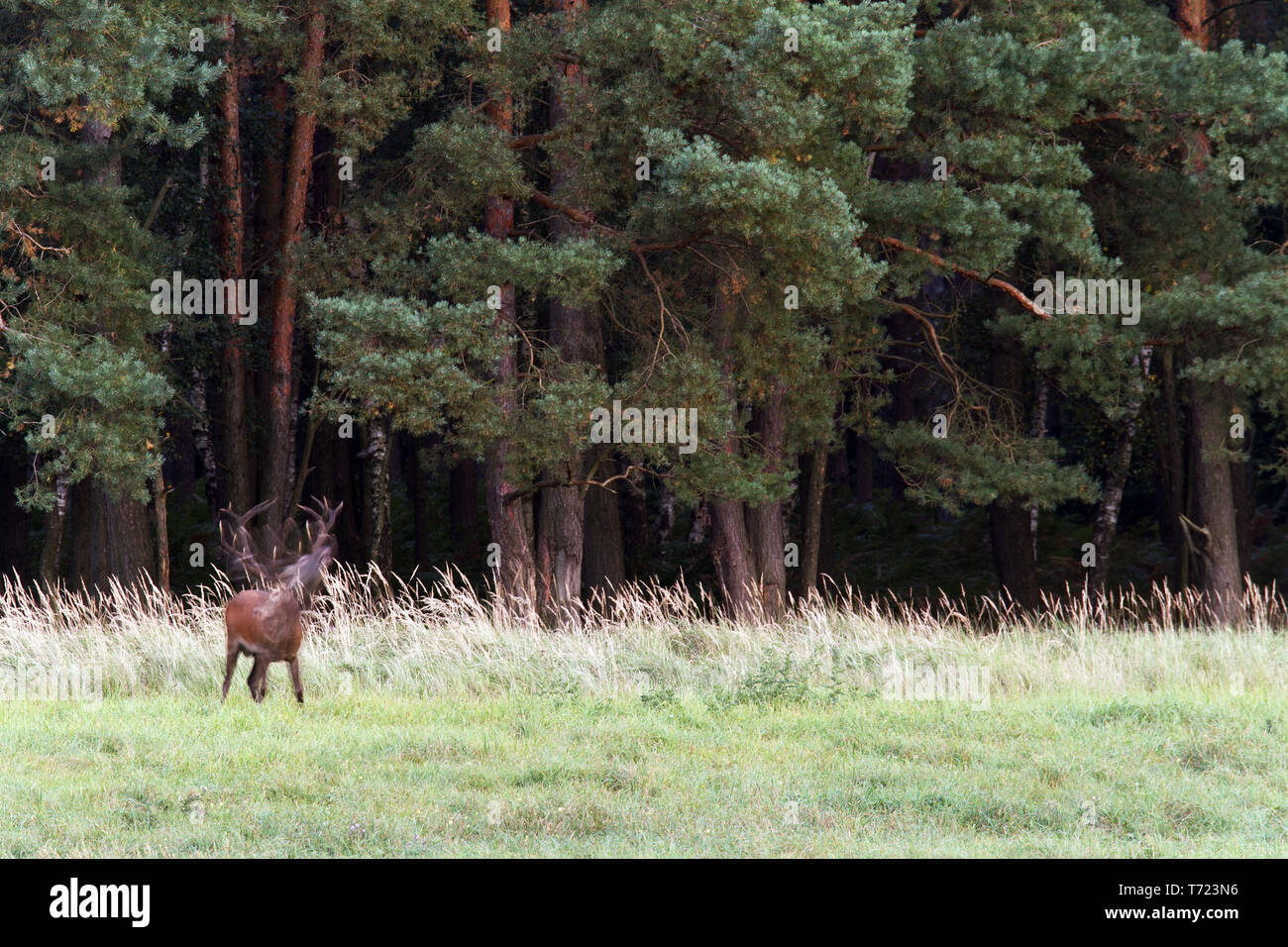 Red stag in the rut Stock Photo - Alamy