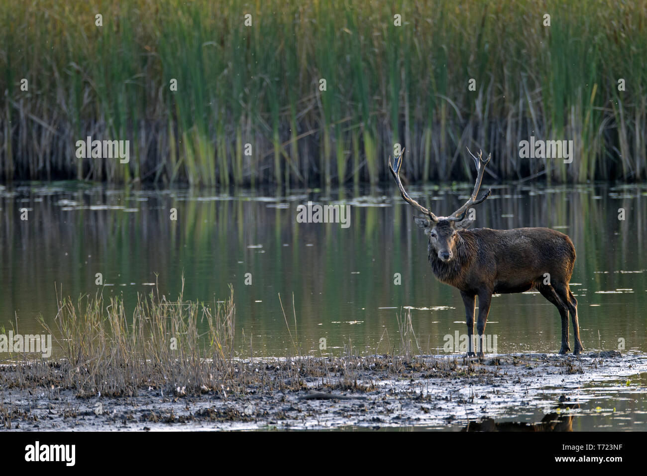 Stag in wallow hi-res stock photography and images - Alamy