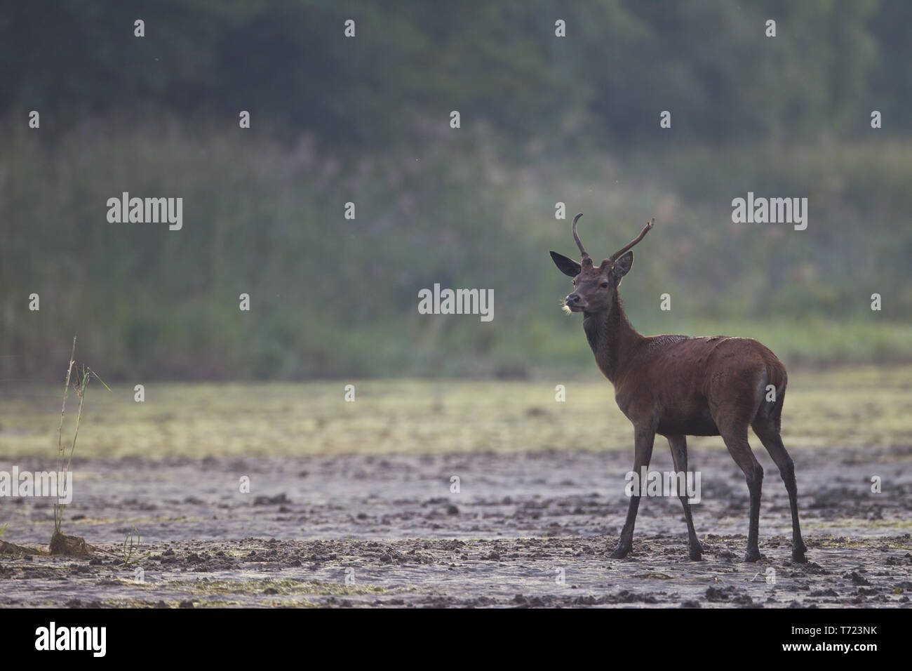 Brocket deer hi-res stock photography and images - Alamy