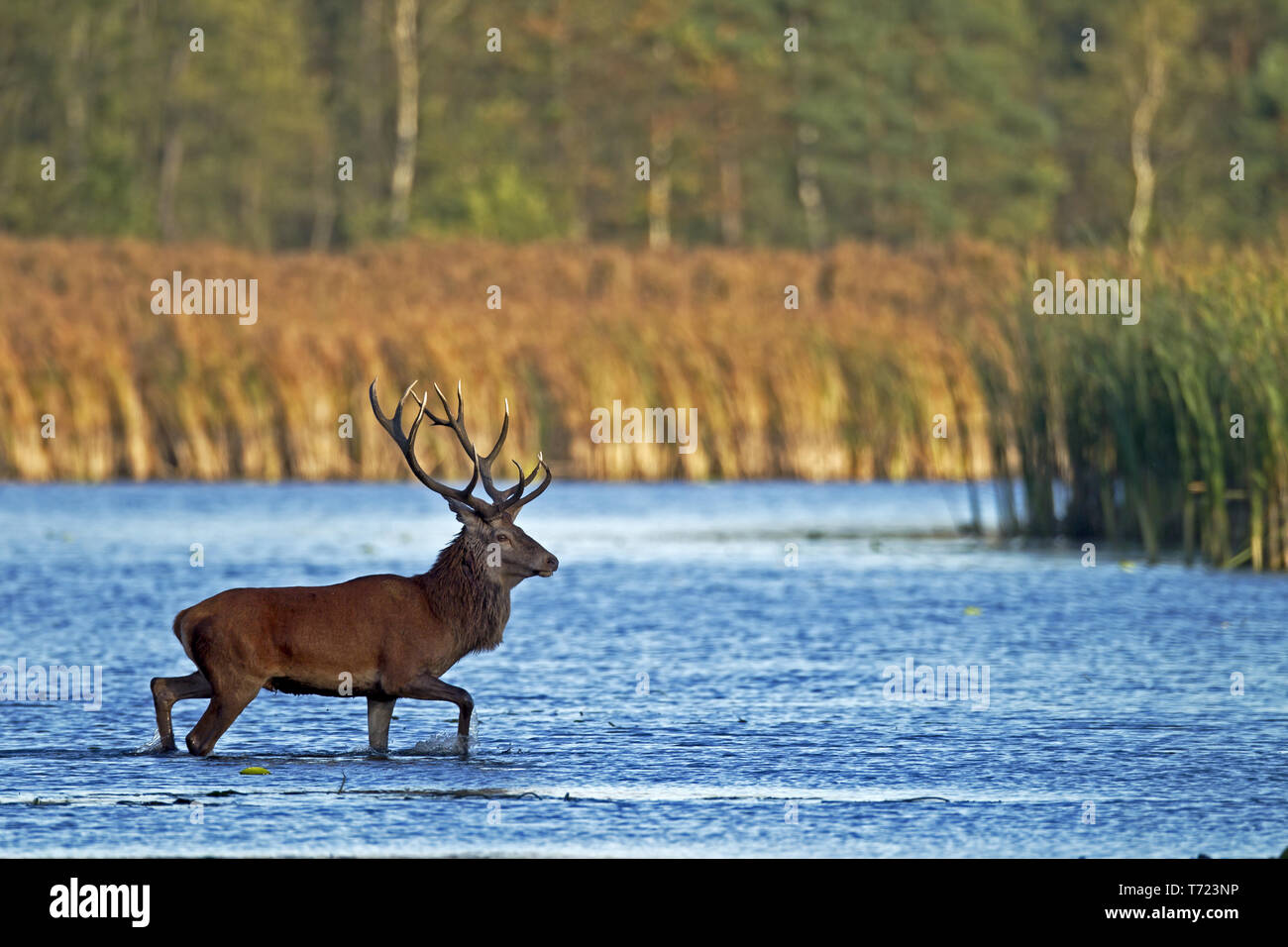 Pond cross hi-res stock photography and images - Alamy