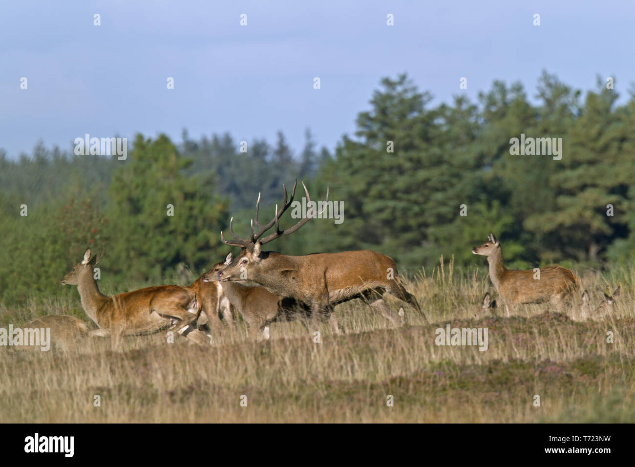 Red stag with herd in the rut Stock Photo - Alamy