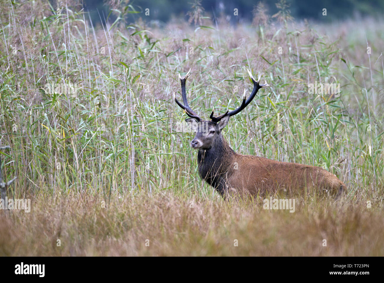 Red stag in the rut Stock Photo - Alamy