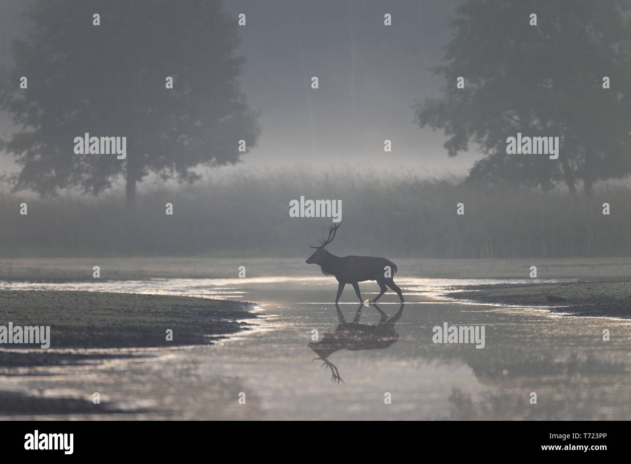 Cross rising into the sky hi-res stock photography and images - Alamy