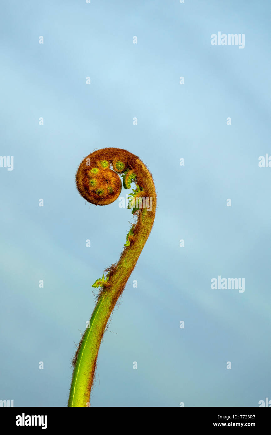 A close up of an unfurling tree fern leaf against a pale soft focus ...