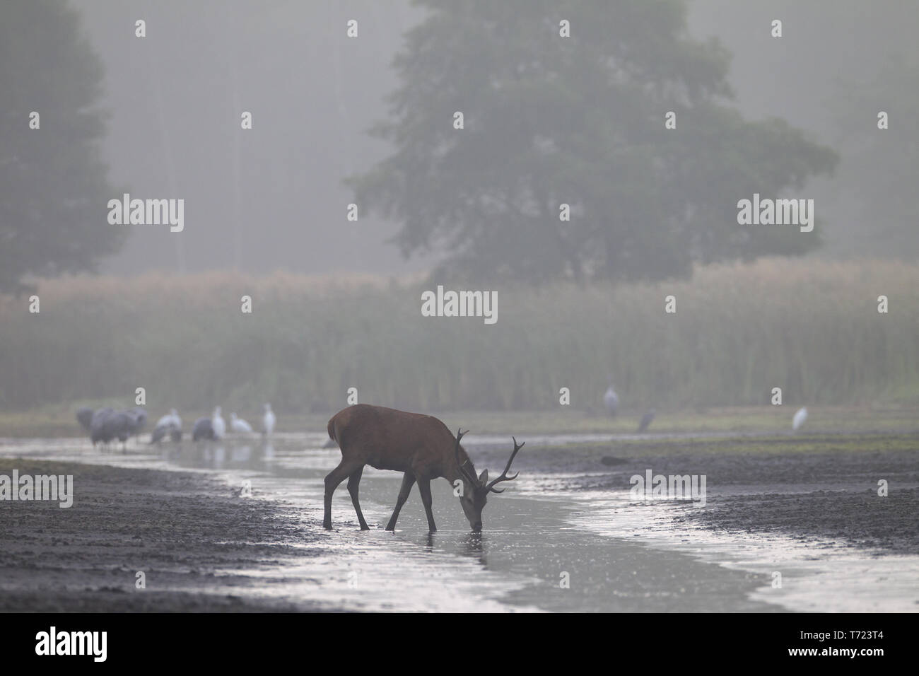Red stag drinking Stock Photo - Alamy