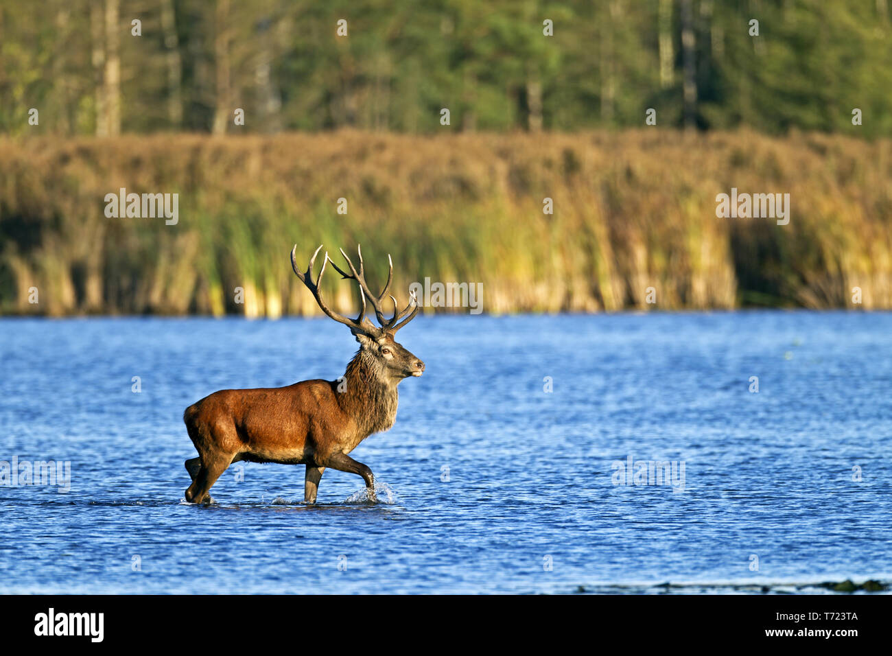 Red stag cross through a pond Stock Photo - Alamy