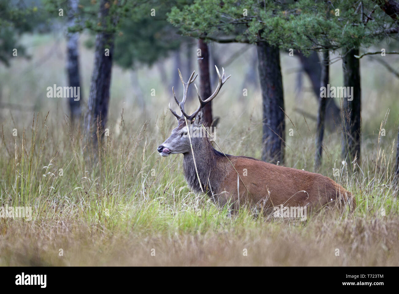 Red stag in the rut Stock Photo - Alamy