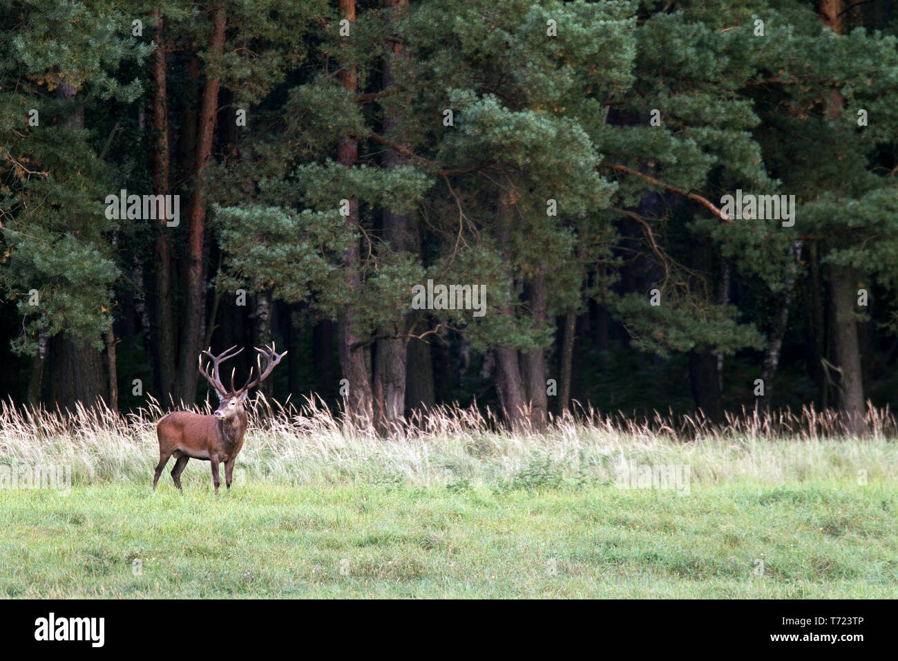Red stag in the rut Stock Photo - Alamy