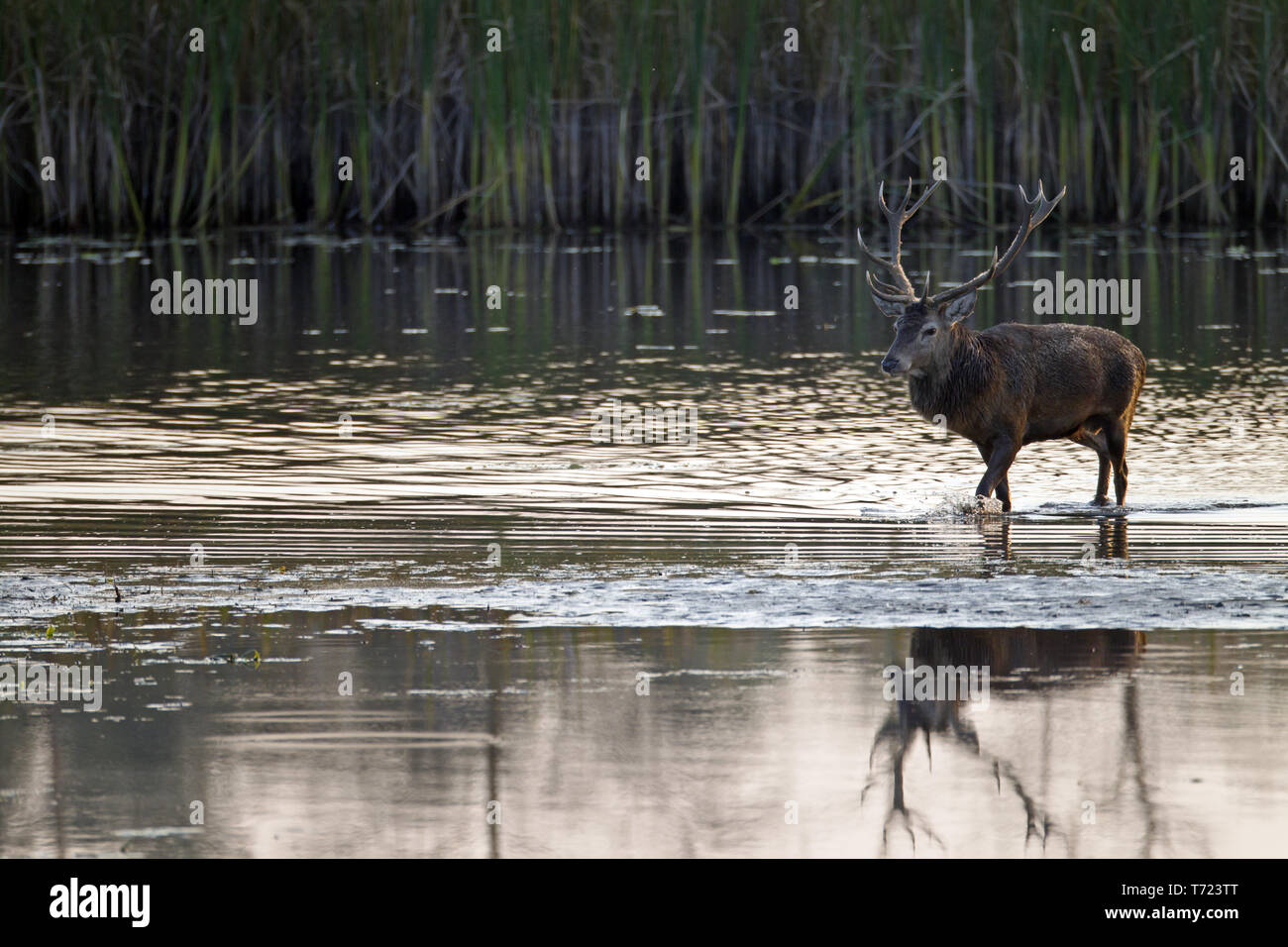 Stag image hi-res stock photography and images - Alamy