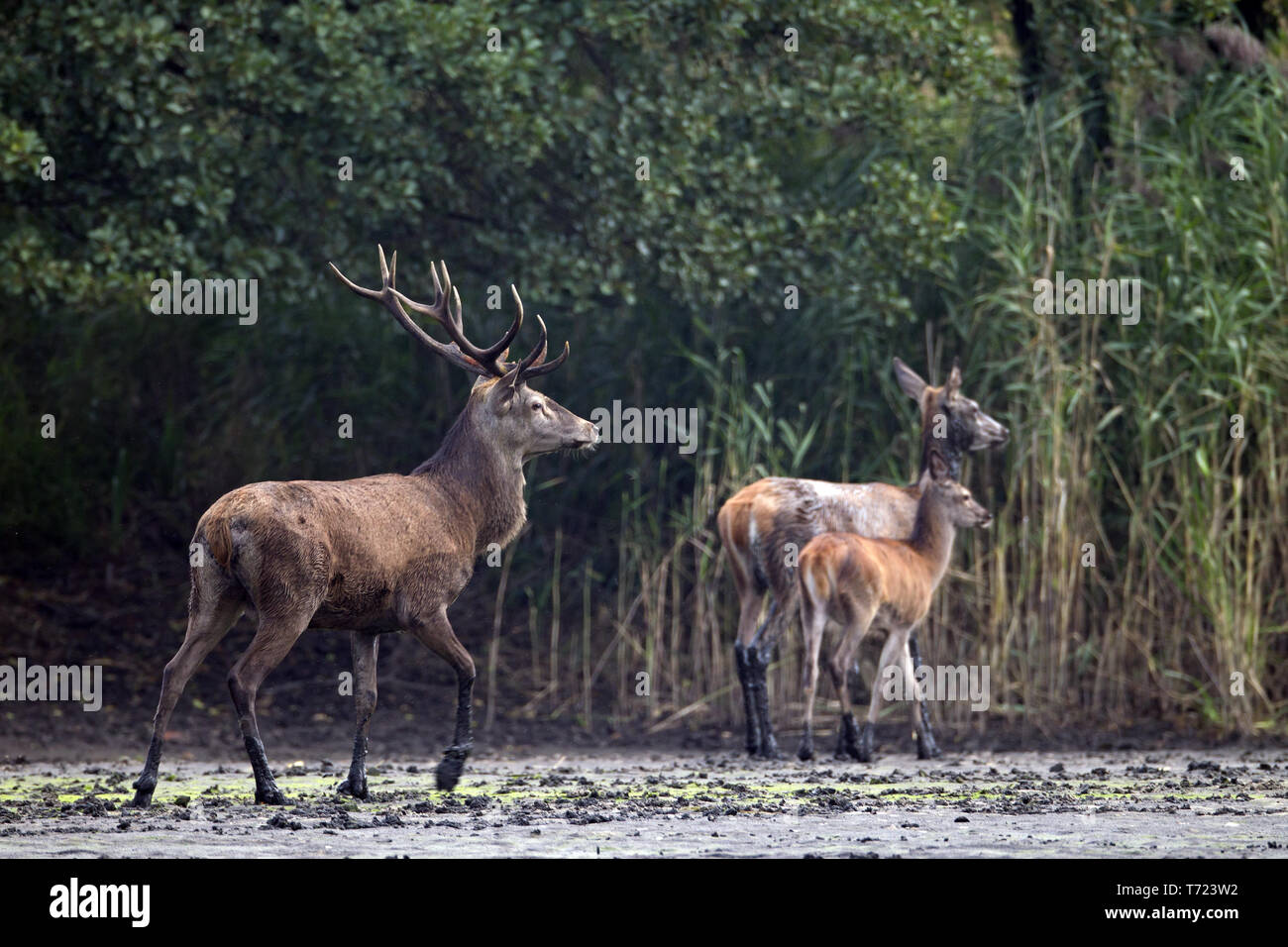 Red Deer stag, hind and calf Stock Photo - Alamy