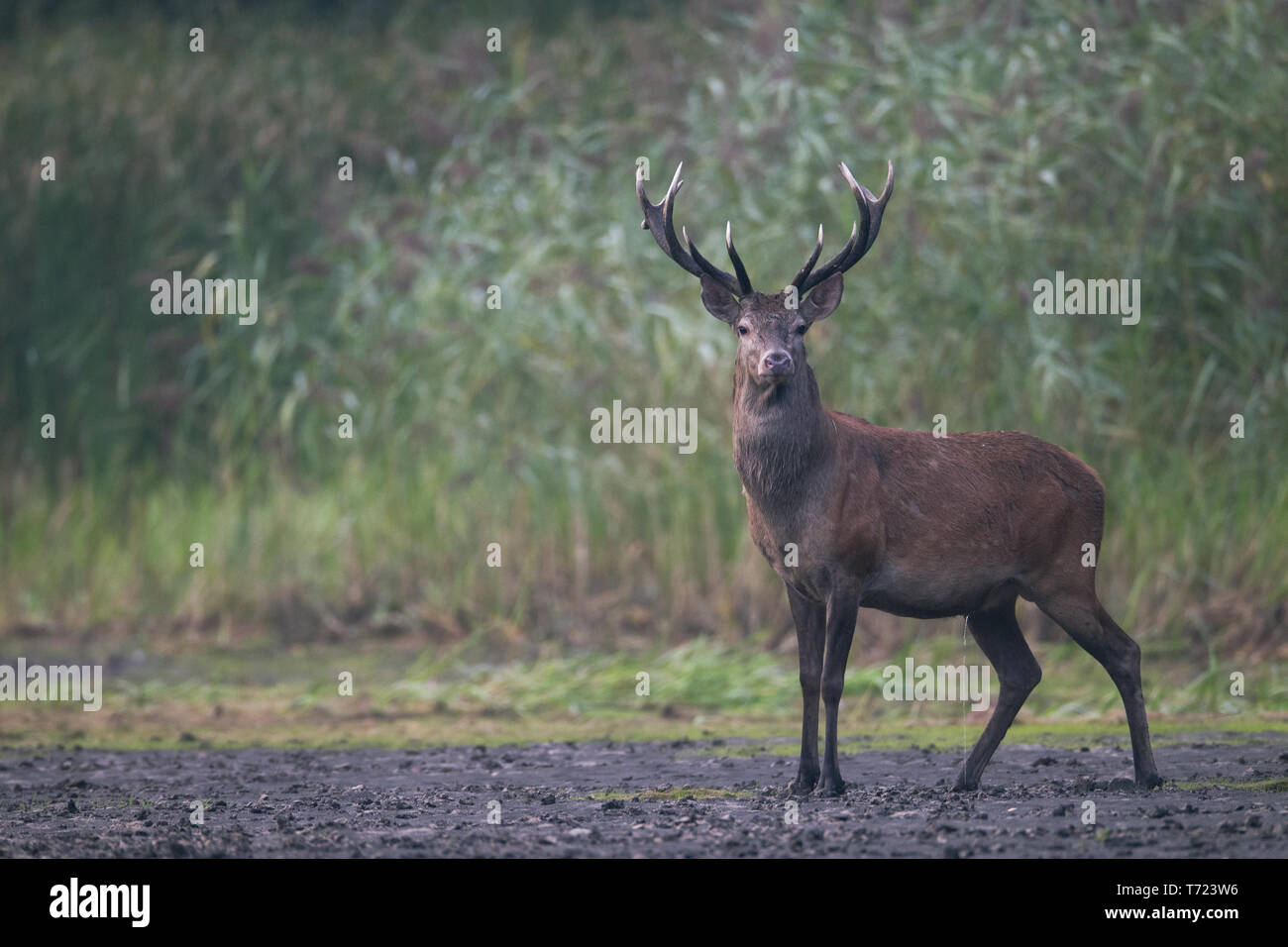Red stag in the rut Stock Photo - Alamy