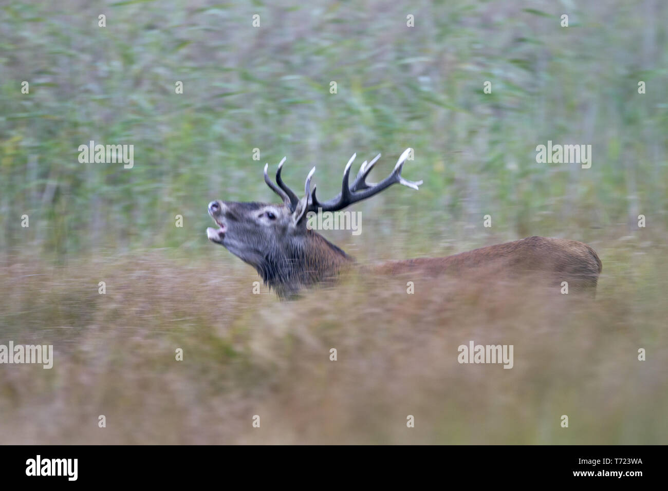 Red stag roaring Stock Photo - Alamy