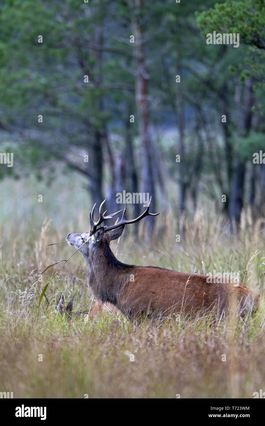 Red stag in the rut Stock Photo - Alamy