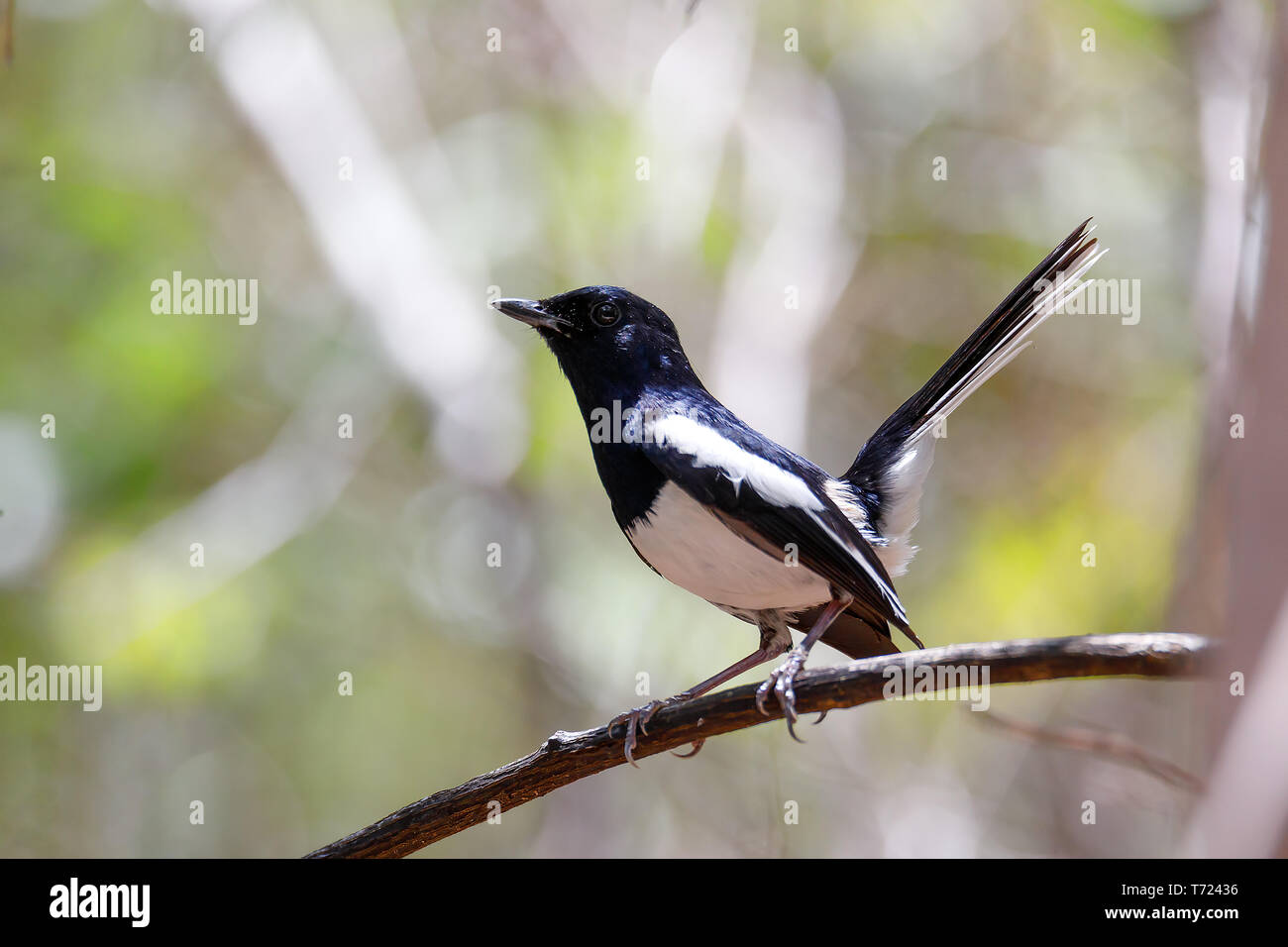 bird Madagascar Magpie Robin Stock Photo - Alamy