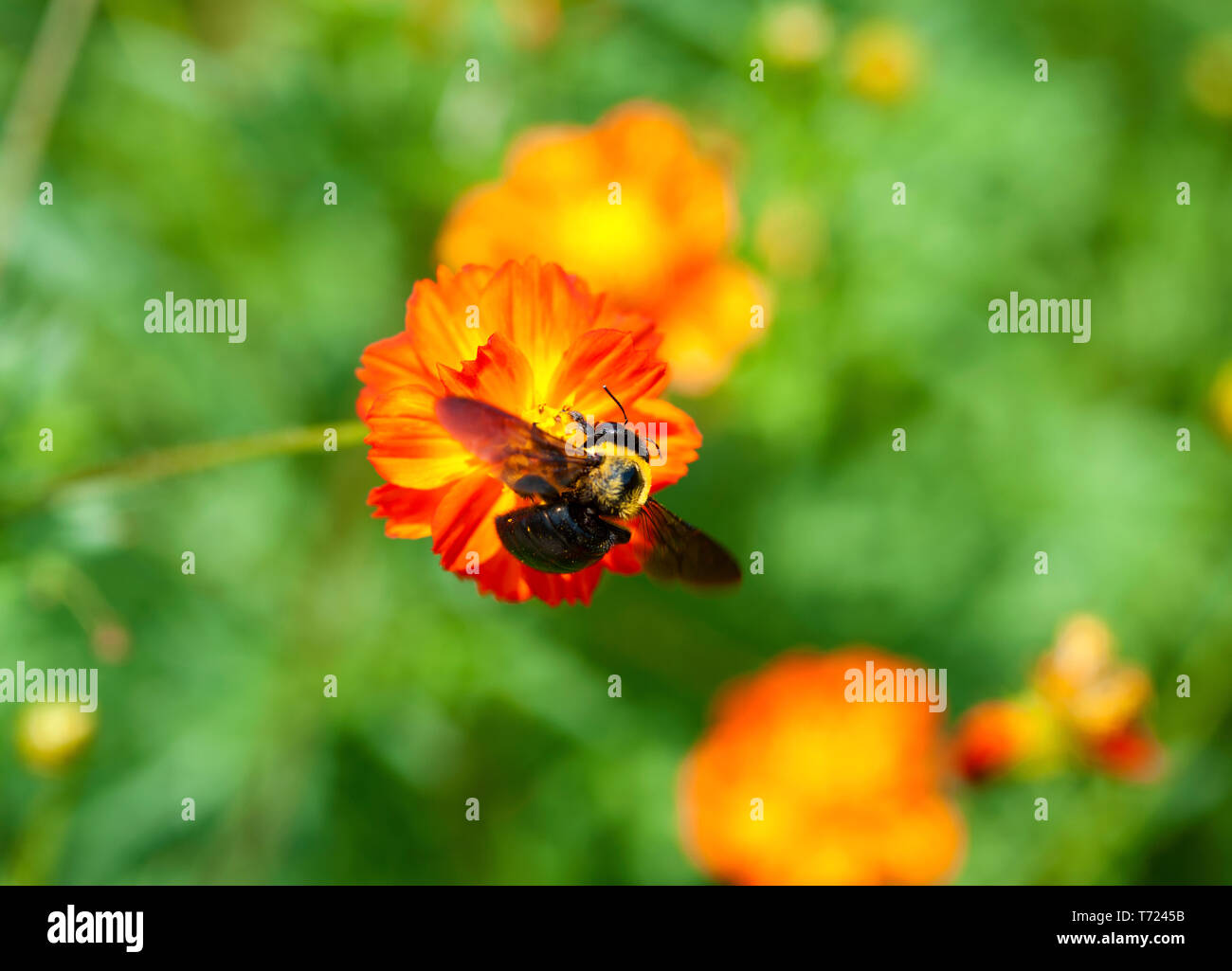 A Japanese Carpenter Bee on an orange cosmos flower in Hama Rikyu ...