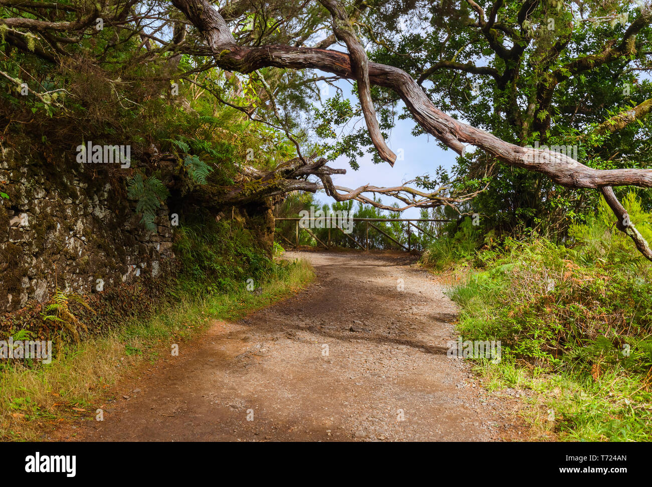 Madeira green rock in hi-res stock photography and images - Alamy