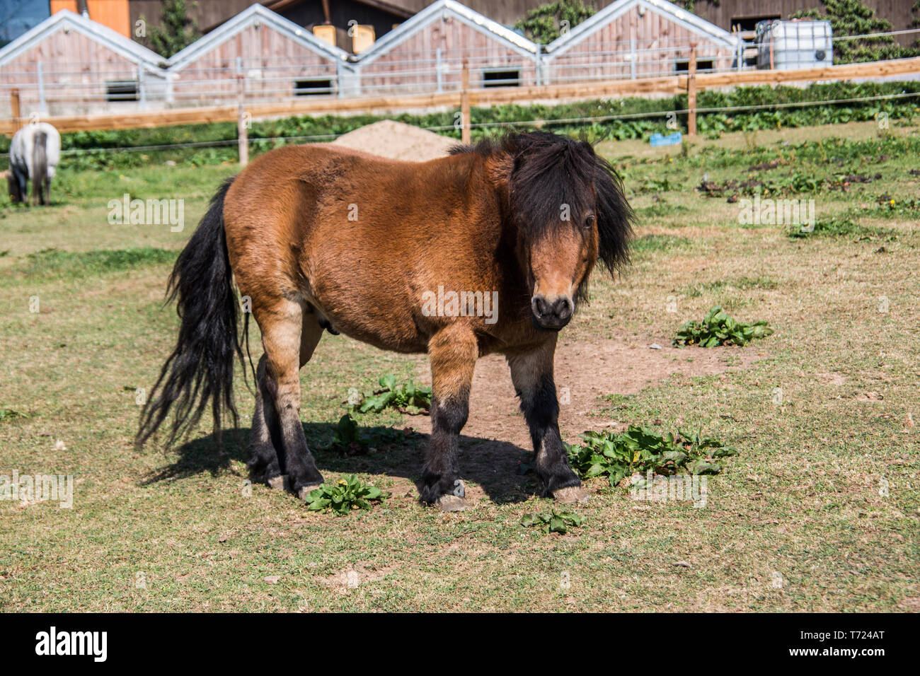 Mount pony hi-res stock photography and images - Alamy