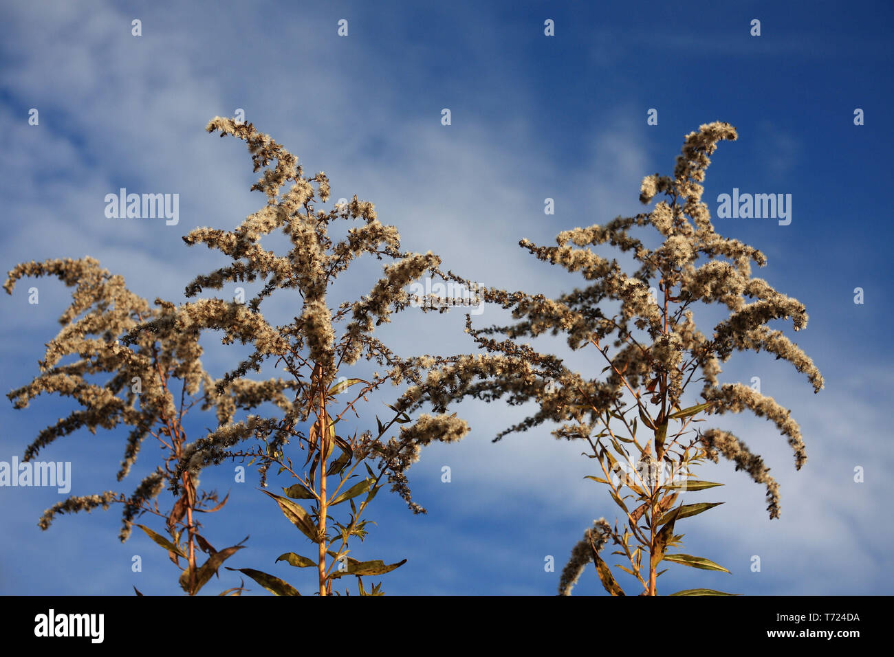 Goldenrod landscape hi-res stock photography and images - Alamy