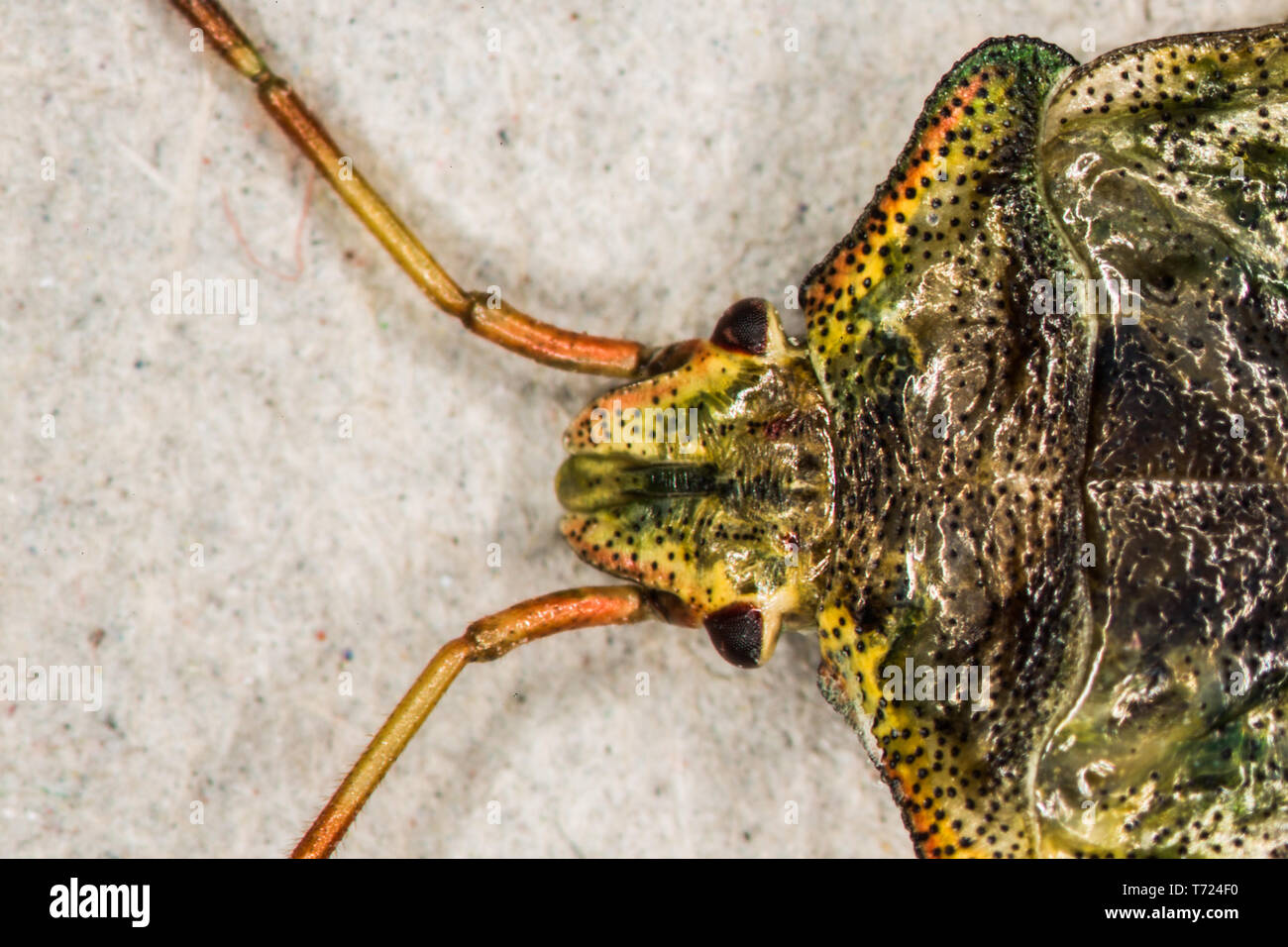 Tree bug with compound eyes and antennas under the magnifying glass ...