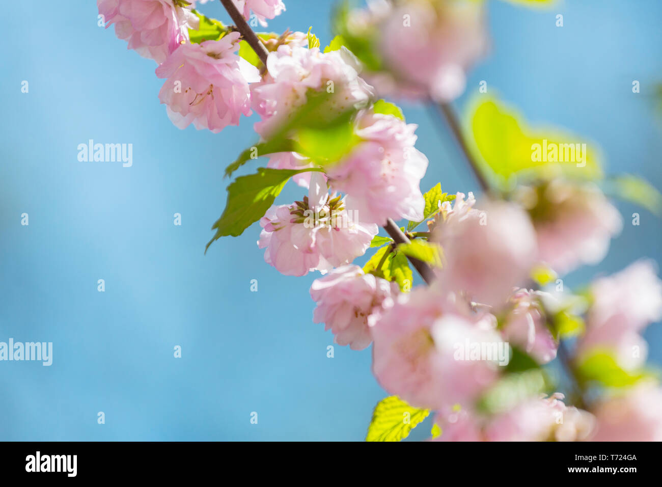 Almond blossom serenity hi-res stock photography and images - Alamy