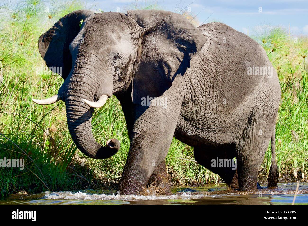 Elephant bull dramatic hi-res stock photography and images - Alamy