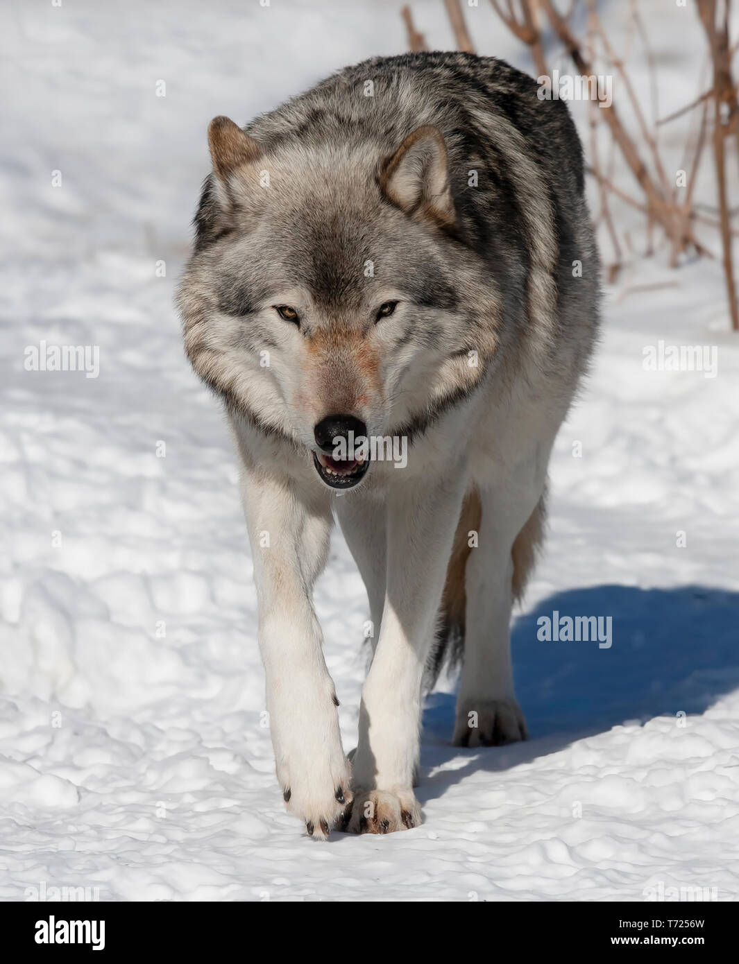 Face of timber wolf hi-res stock photography and images - Alamy