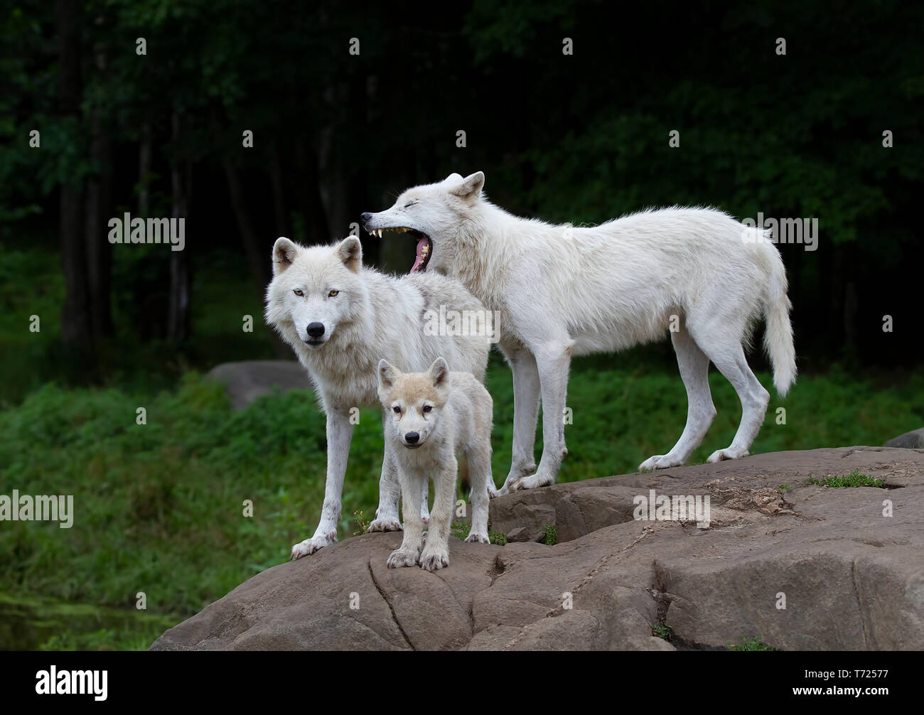 Arctic wolves and pup standing on a rock in spring in Canada Stock ...