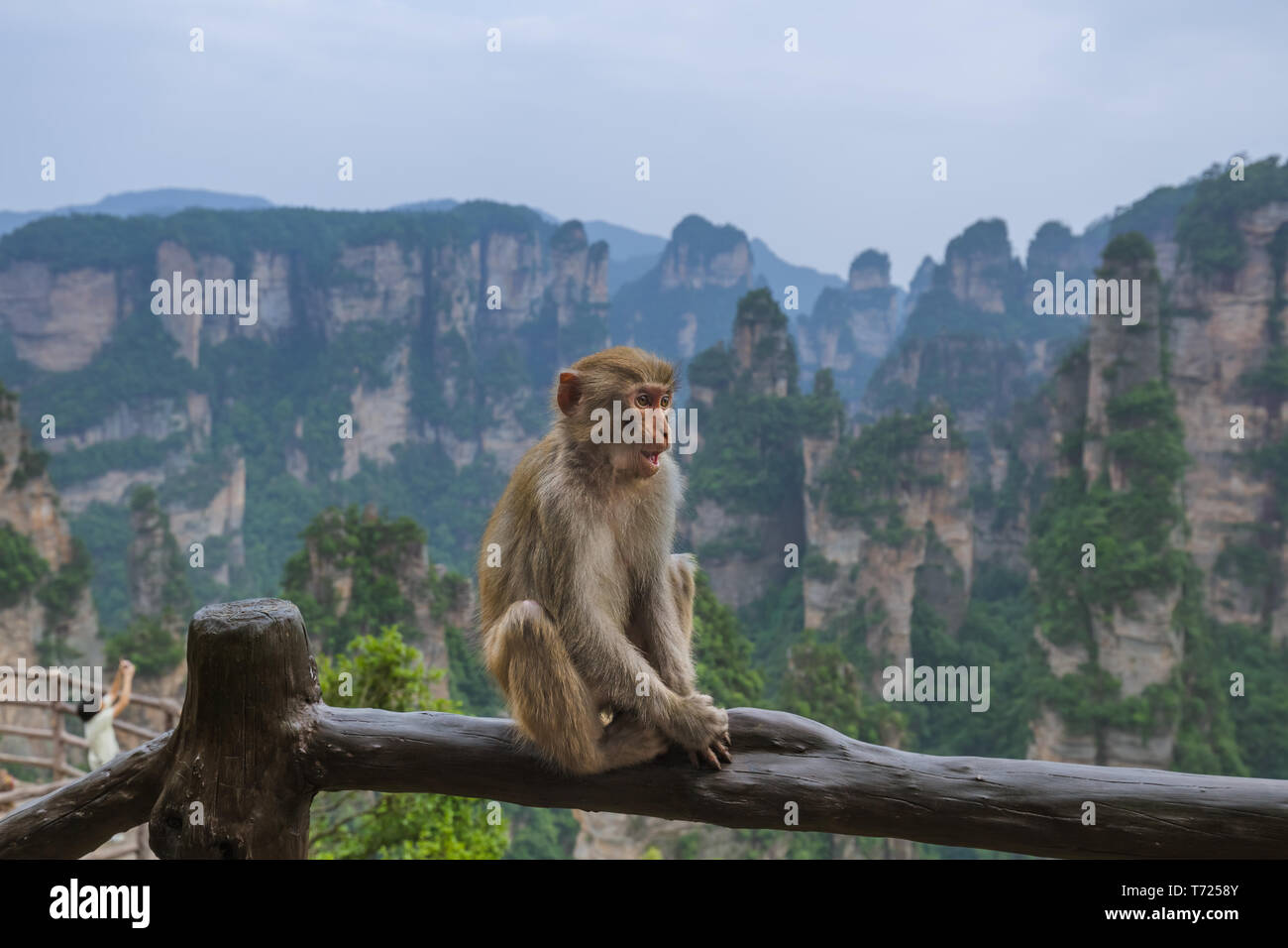 Monkey in Tianzi Avatar mountains nature park - Wulingyuan China Stock ...