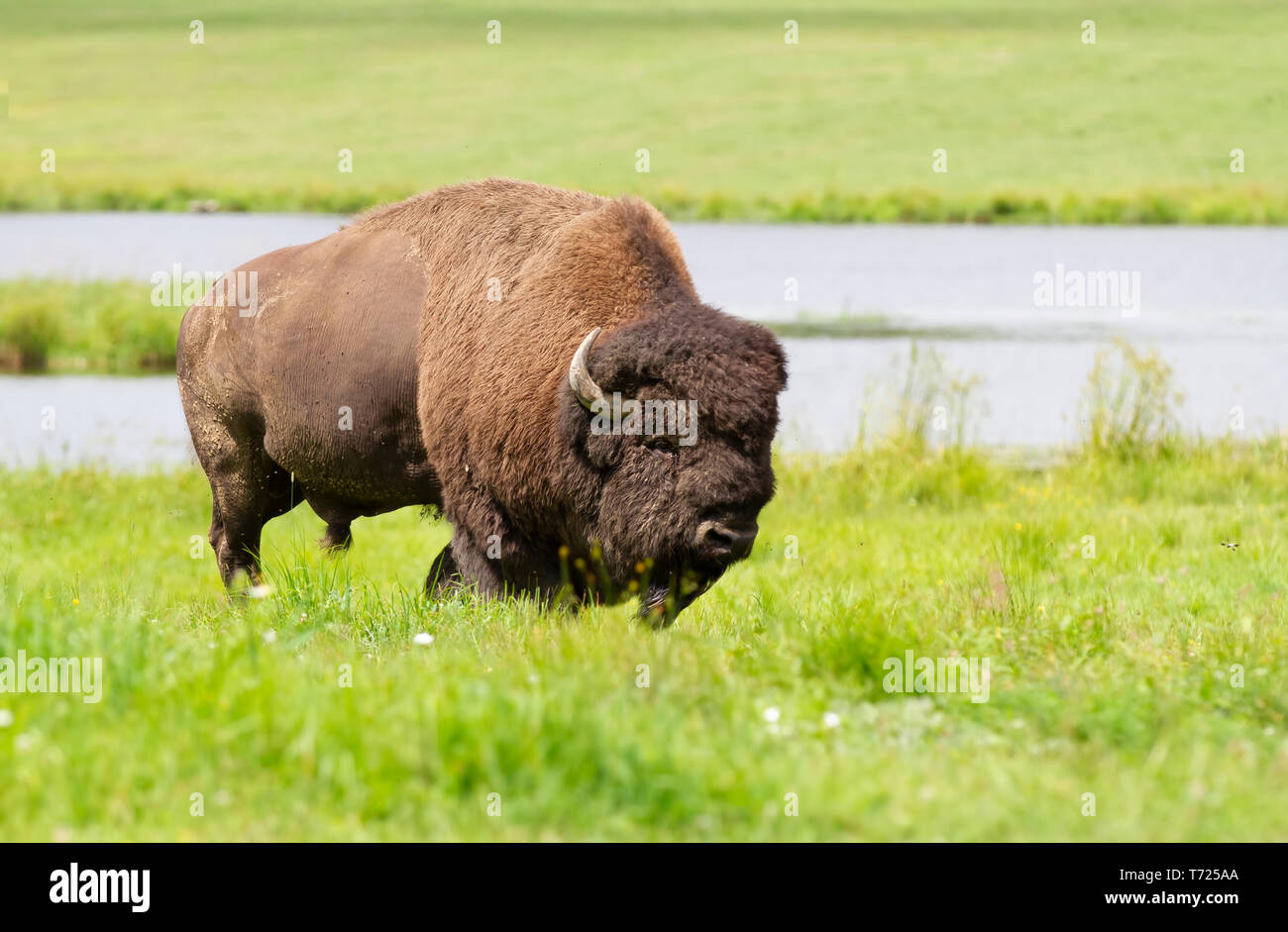 American Bison, buffalo standing in a grassy meadow in Canada Stock ...