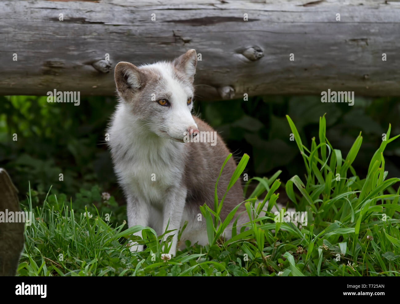 Arctic fox kit Vulpes lagopus portrait in the grass in Quebec, Canada ...
