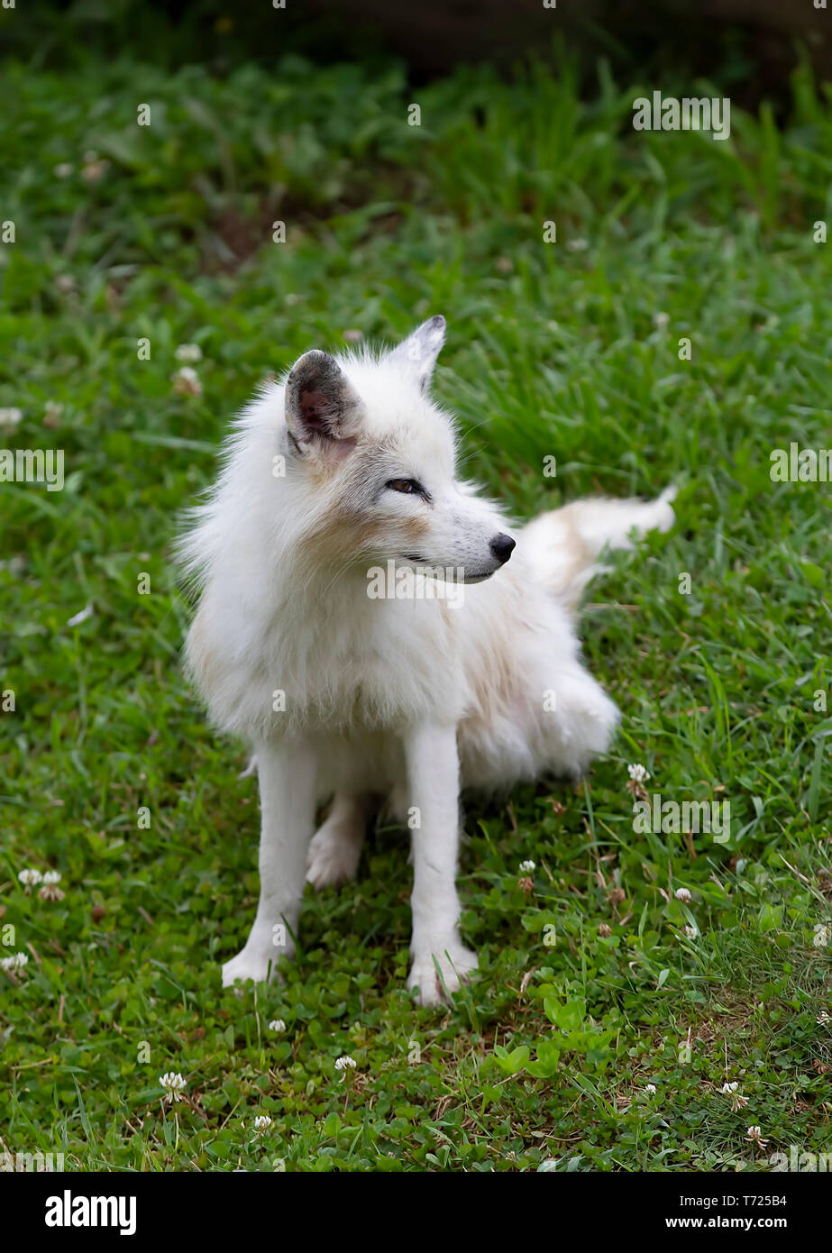 Blue arctic fox hi-res stock photography and images - Alamy