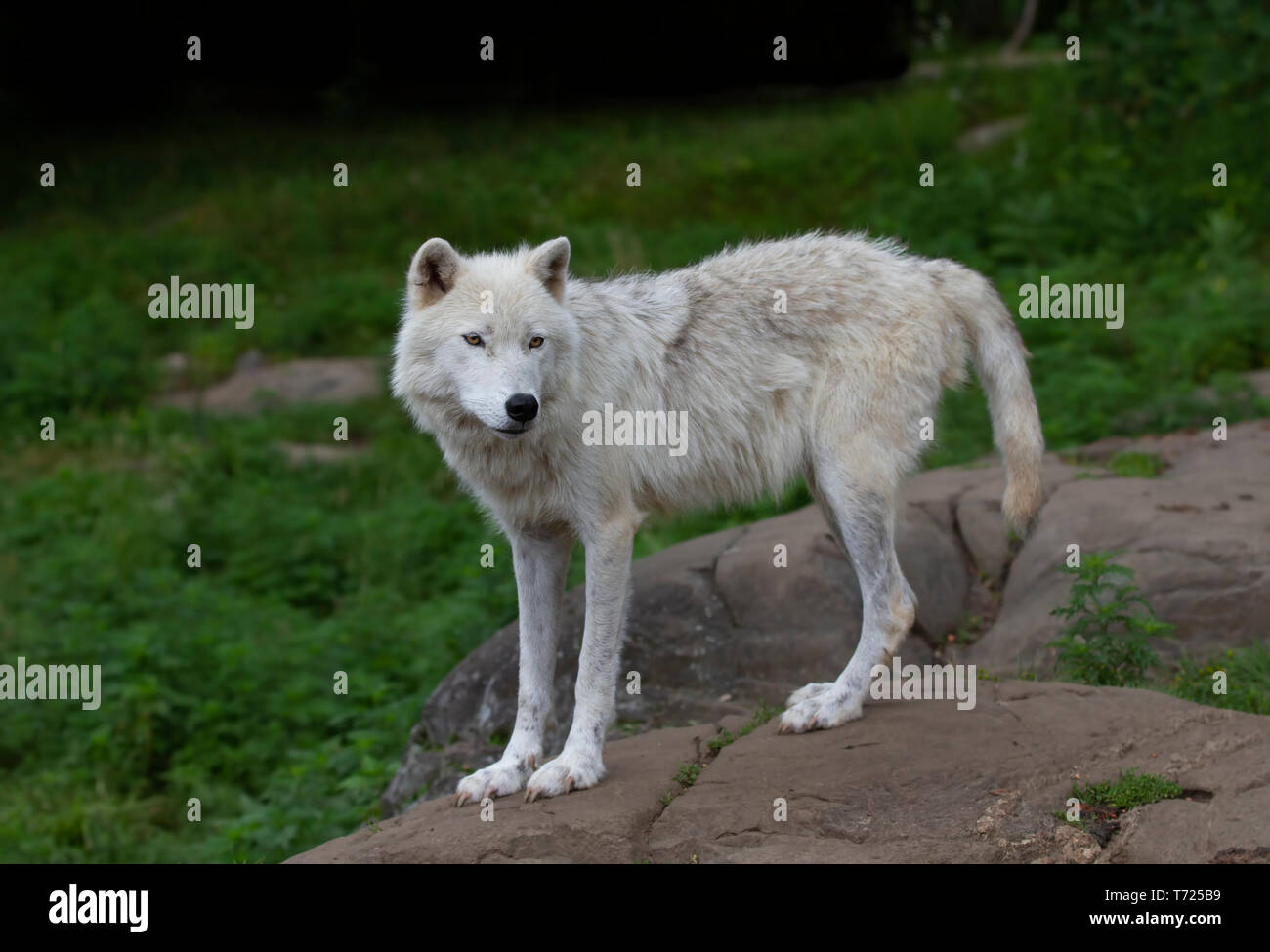 A lone Arctic wolf standing on a rock in spring in Canada Stock Photo ...