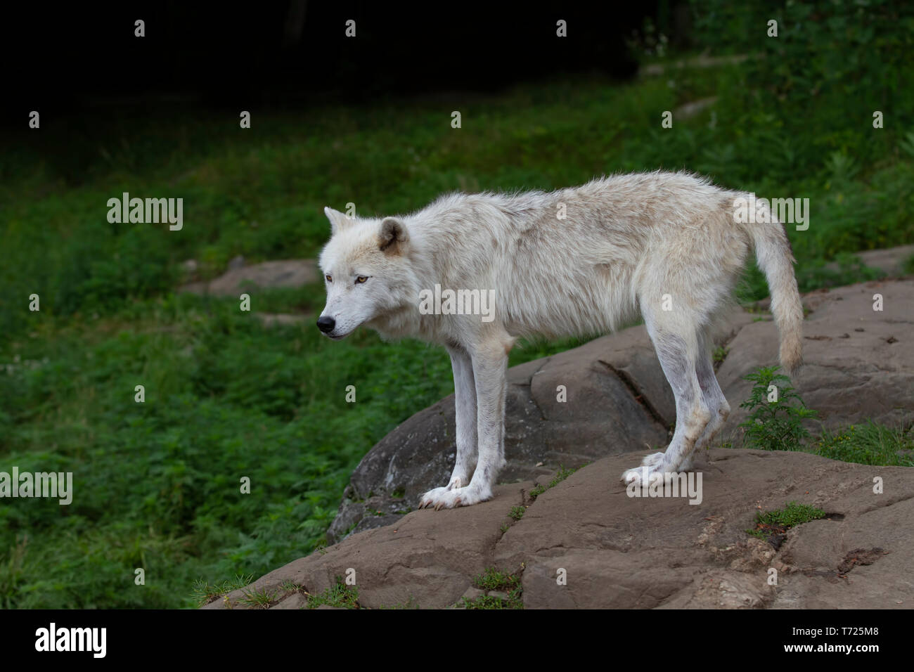 A lone Arctic wolf standing on a rock in spring in Canada Stock Photo ...